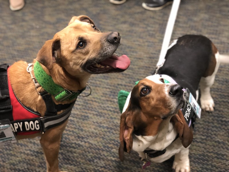 Grady Health System adds animal-assisted therapy to its patient care